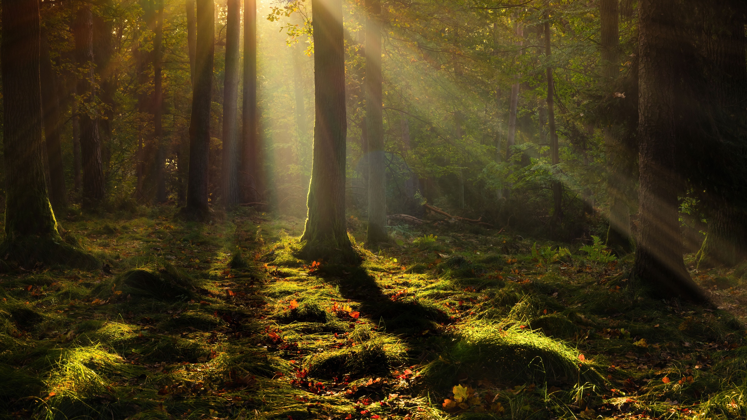 The Significance of Forest Green in Nature and Des...